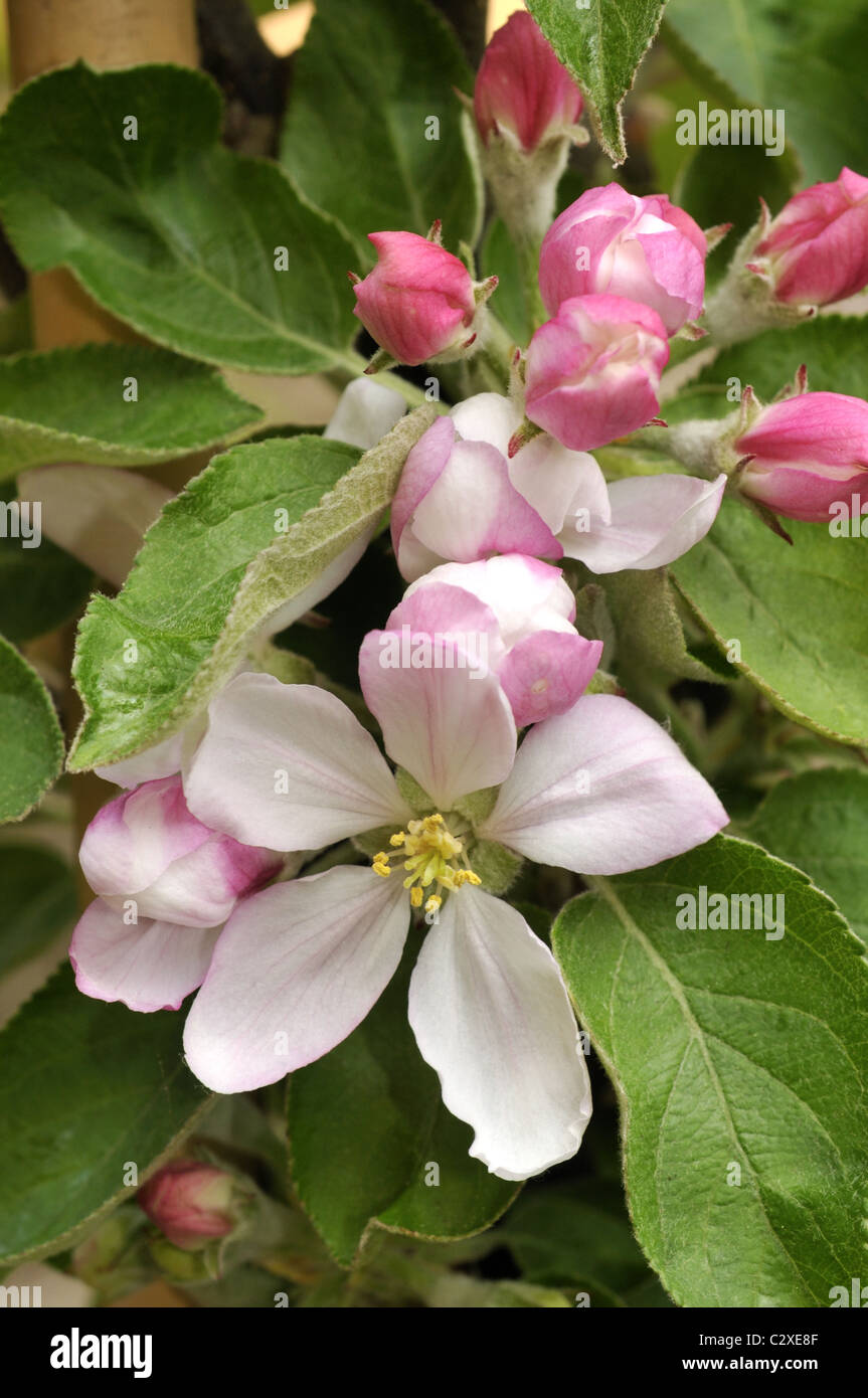 Malus domestica 'Ballerina flamingo' Columnar apple tree Stock Photo ...