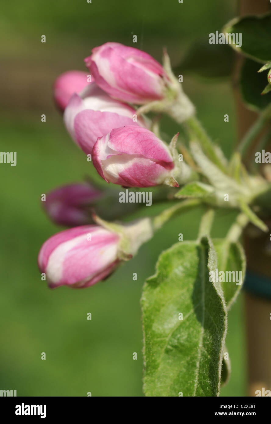 Malus domestica 'Ballerina flamingo' Columnar apple tree Stock Photo ...