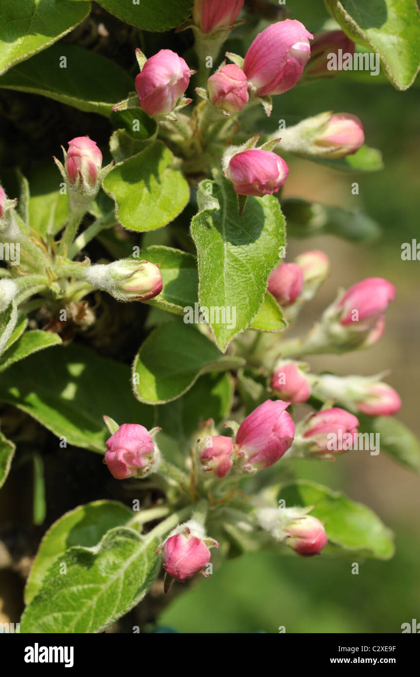 Malus domestica 'Ballerina flamingo' Columnar apple tree Stock Photo ...