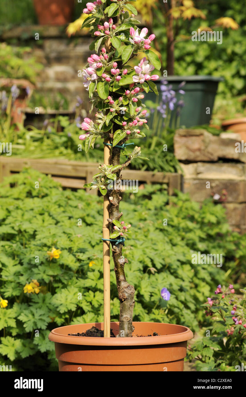 Malus domestica 'Ballerina flamingo' Columnar apple tree in back yard ...