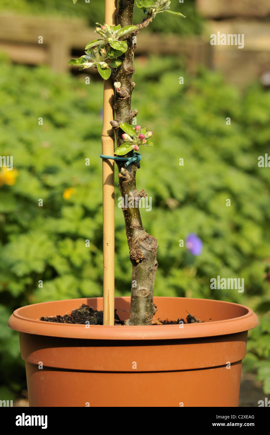 Apple tree pot hi-res stock photography and images - Alamy