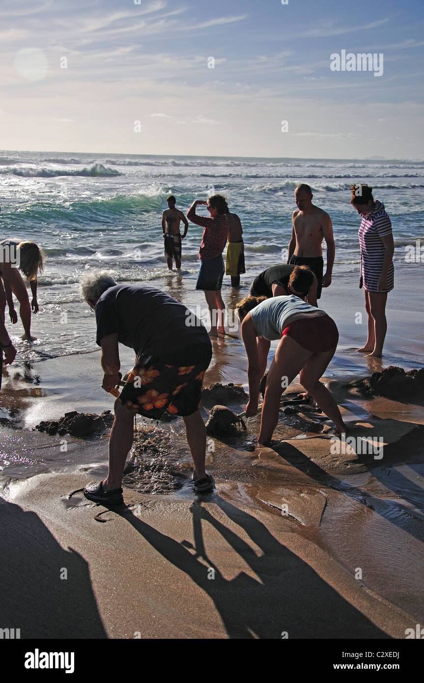 Tourists digging hole in sand for hot water, Hot Water Beach, Mercury ...
