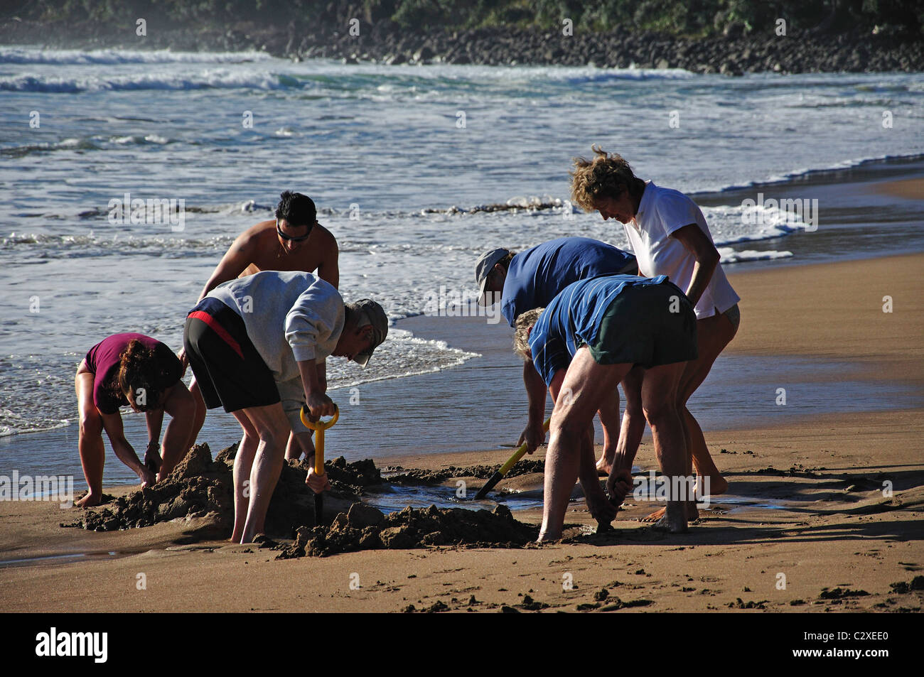 Tourists digging hole in sand for hot water, Hot Water Beach, Mercury ...