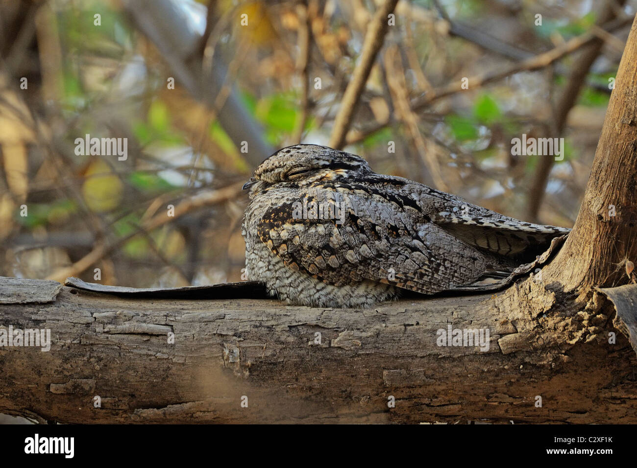 Indian Nightjar (Caprimulgus asiaticus) at gir national park Stock ...