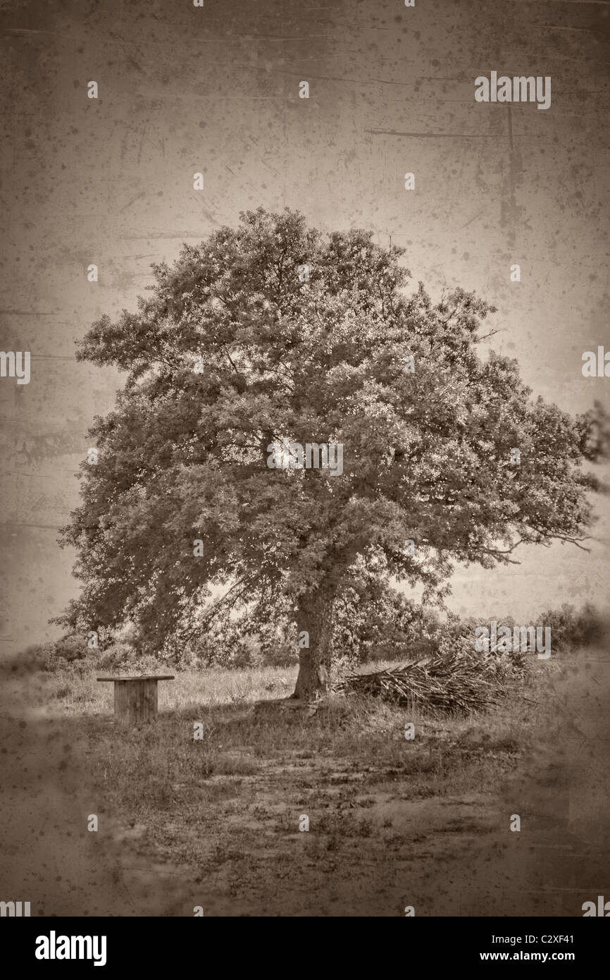 Digital illustration old oak tree hi-res stock photography and images ...