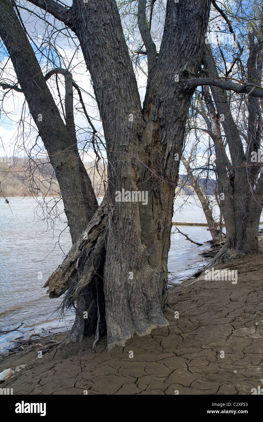 Decaying tree in mud on Ohio River between Kentucky and Indiana Stock ...
