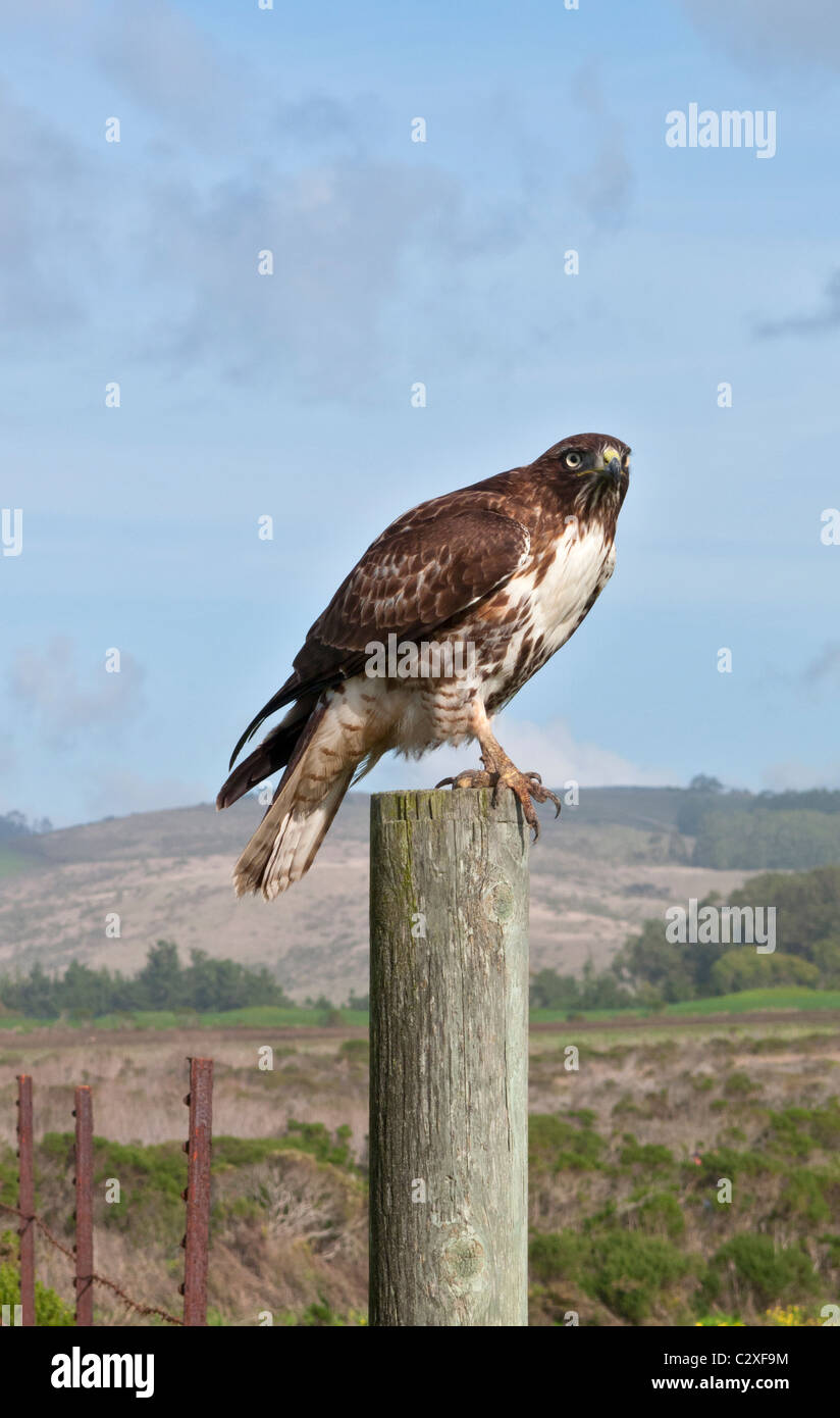 American red tailed hawk hi-res stock photography and images - Alamy