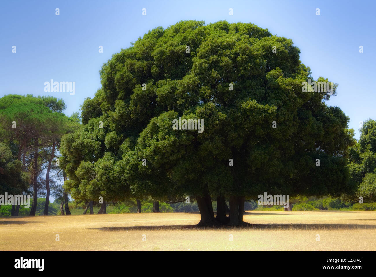 Oak tree reflection hi-res stock photography and images - Alamy