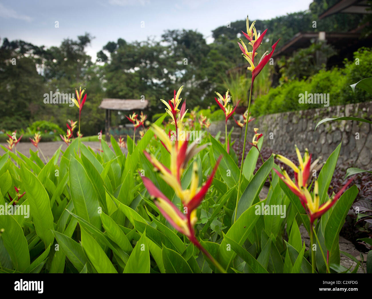 Photo of a beautiful park lane in Indonesia Stock Photo - Alamy