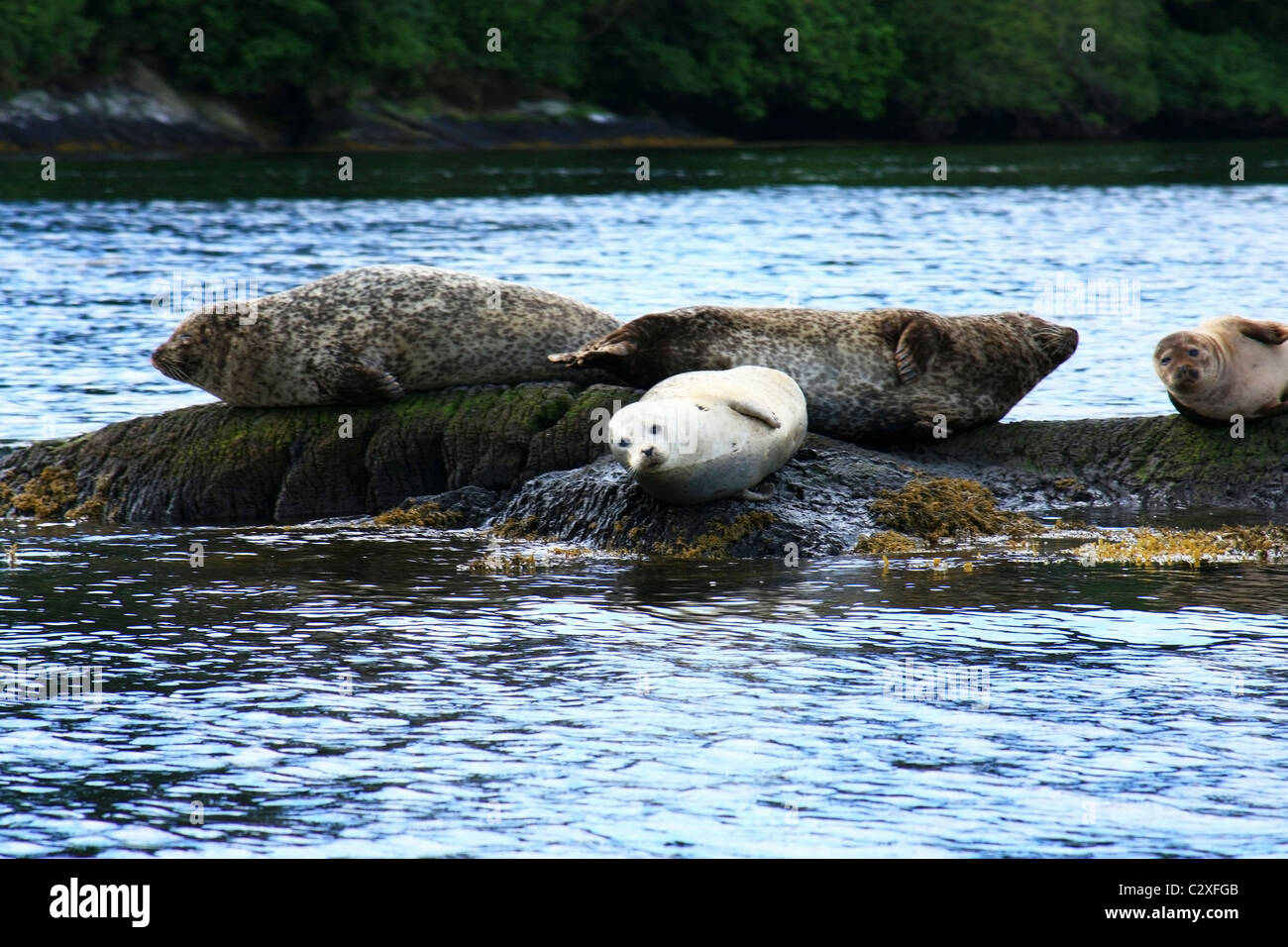 Cork Formation High Resolution Stock Photography and Images - Alamy