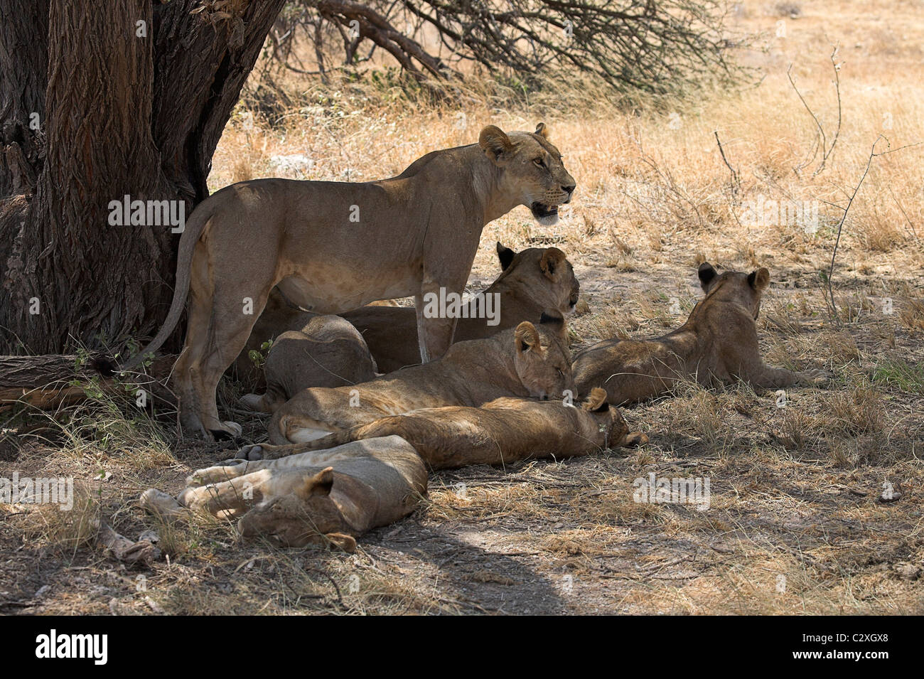 Lions (Felidae Panthera Ieo); Samburu National Reserve, Kenya, Africa ...