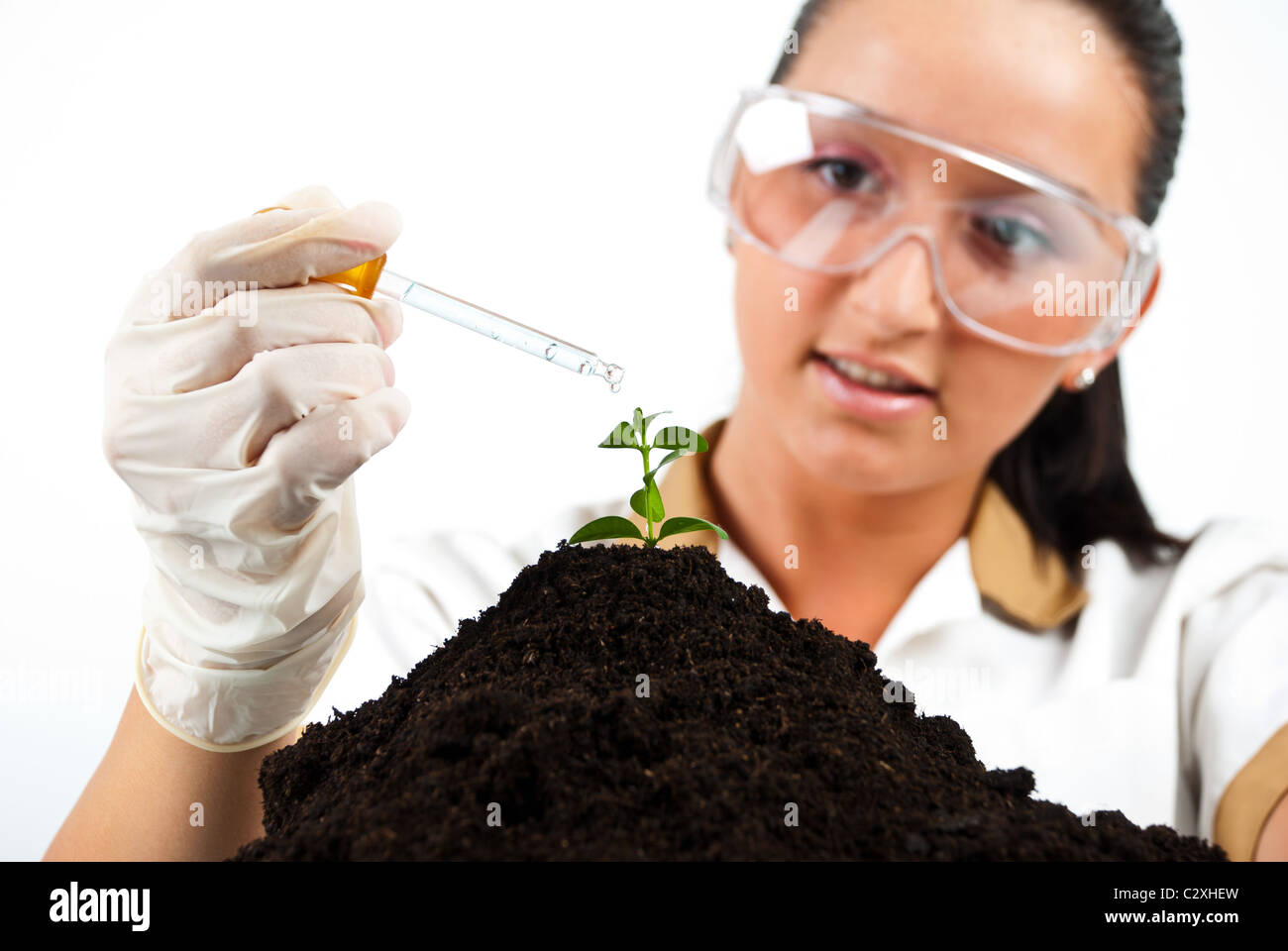 Scientist pouring liquid with a pipette on plant in laboratory Stock ...