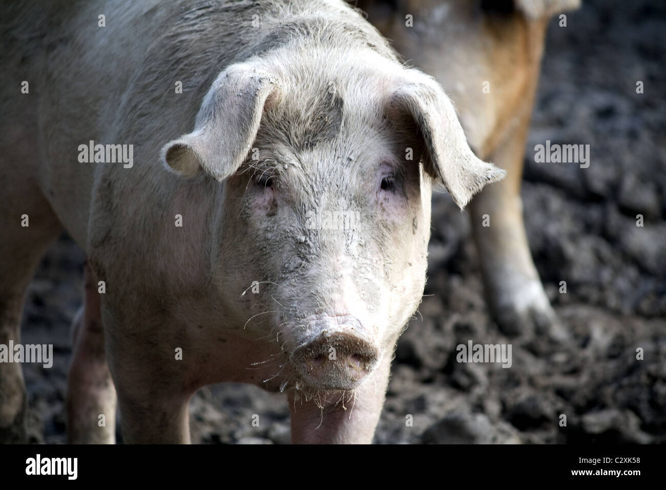 Pig farmer italy hi-res stock photography and images - Alamy