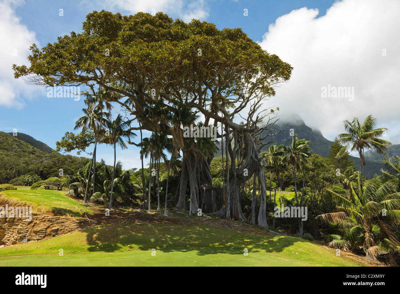 Banyan or strangler fig tree with aerial prop roots by Mt Lidgbird on ...