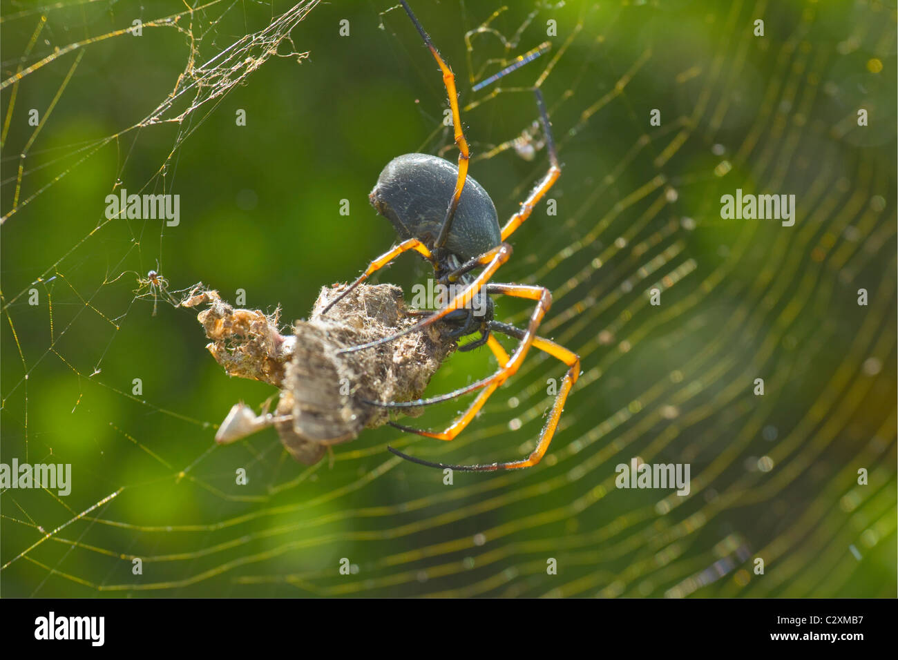 Female Golden Orb Weaver (Nephila plumipes) with moth in web, most ...