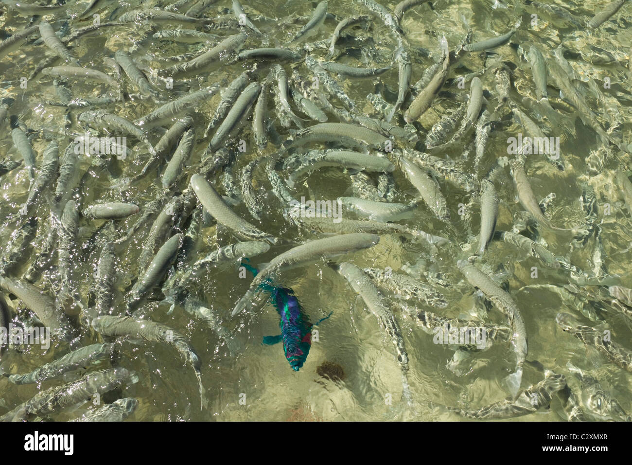 Mullet & 1 Island Wrasse during fish feeding at Ned's Beach, a popular ...