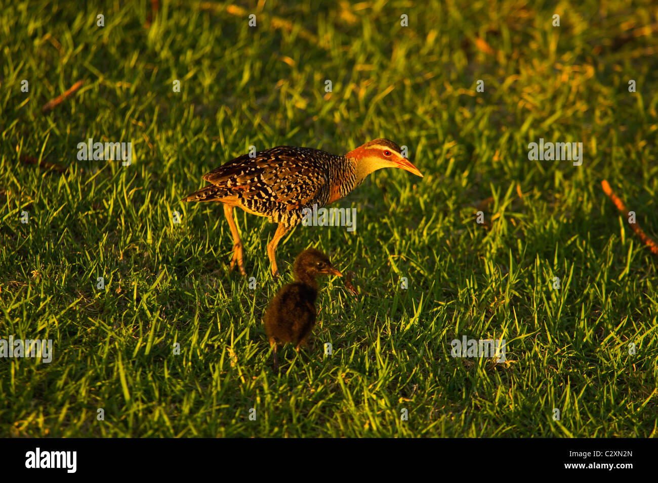 Lord howe rail hi-res stock photography and images - Alamy
