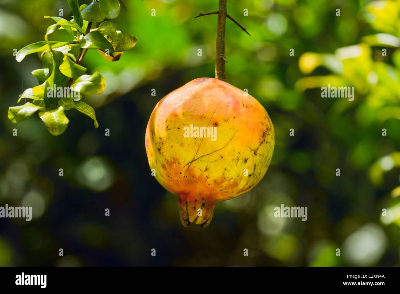 Pomegranate growing on this10km long volcanic island, a World Heritage ...