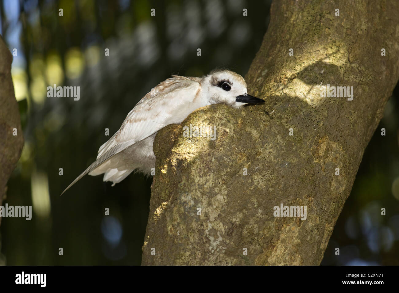 Big white tern gygis alba hi-res stock photography and images - Alamy