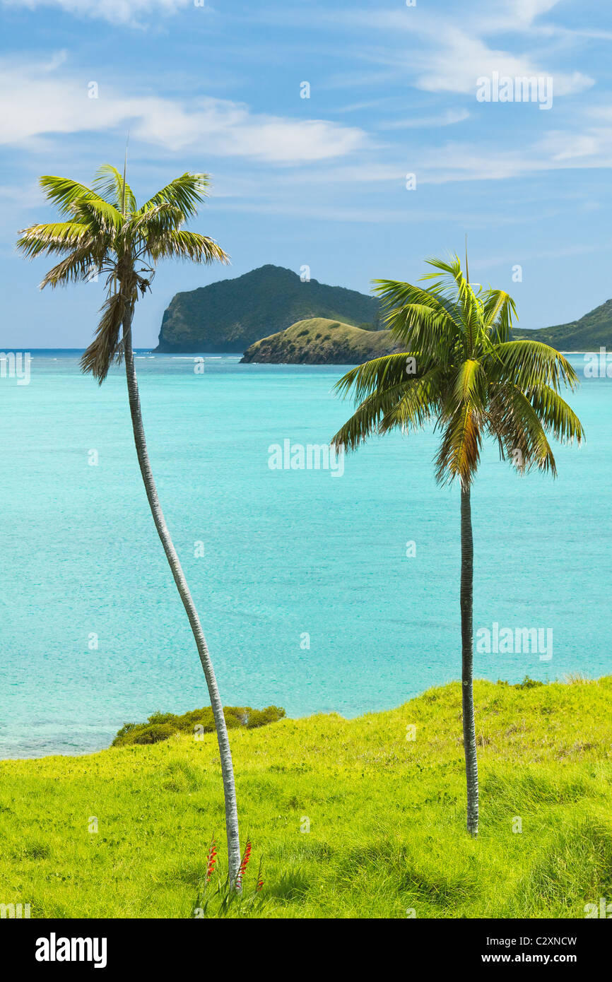 Endemic Kentia palms (also grown for overseas sale) & lagoon on World ...