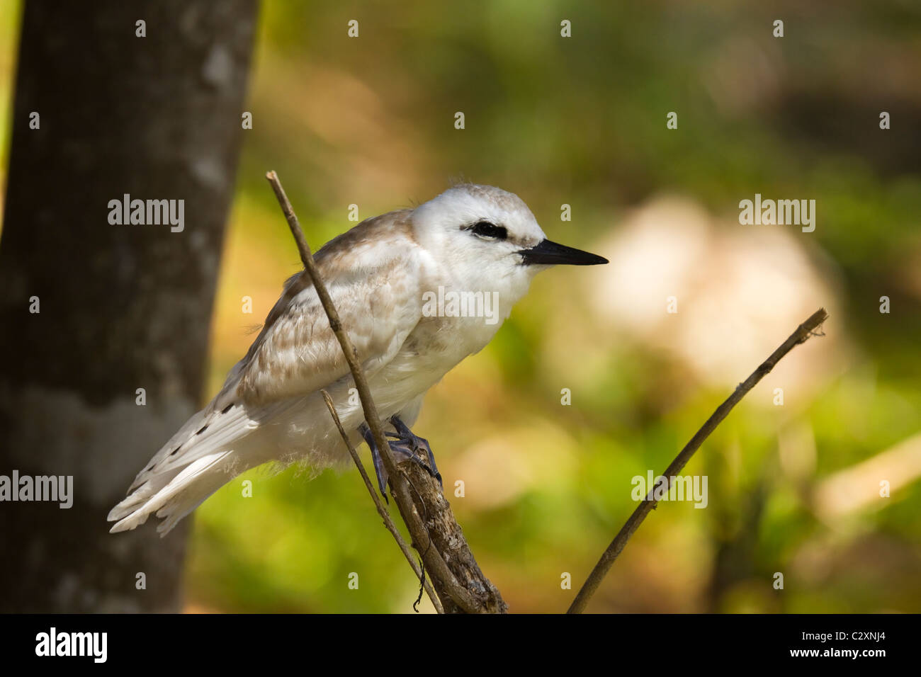 Tern egg branch hi-res stock photography and images - Alamy