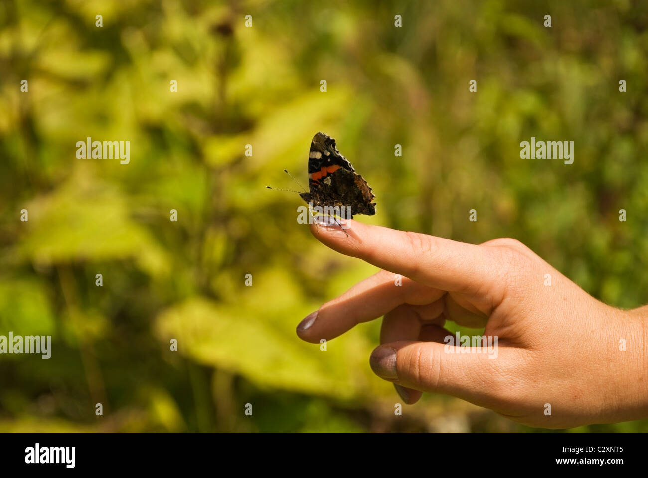 Beautiful butterfly on human finger point,copy space for text message ...