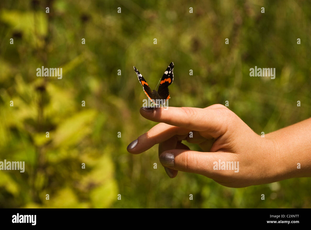 Beautiful butterfly with open wings on woman finger,green grass in ...