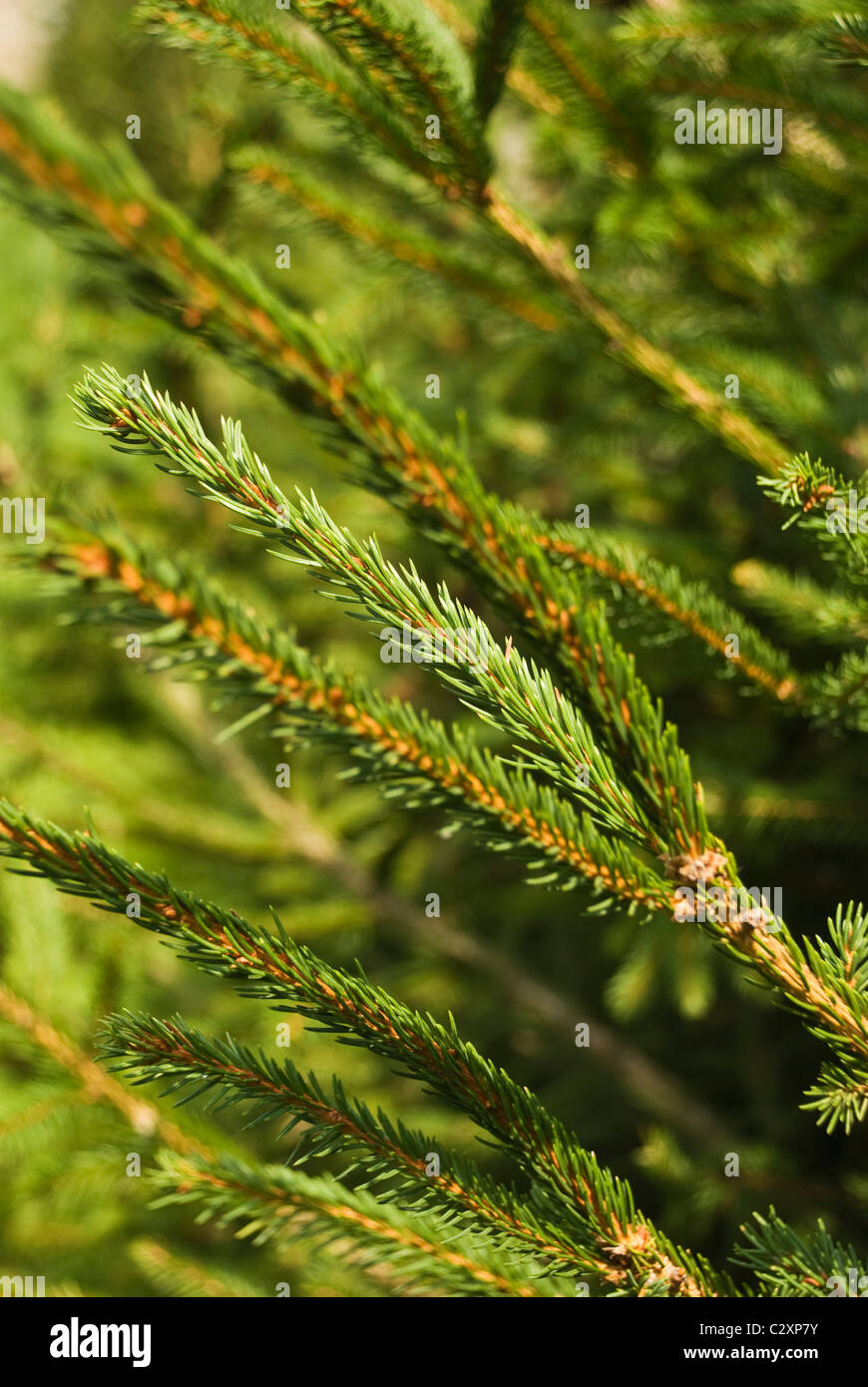 Close up of natural pine sprig in sun light Stock Photo - Alamy