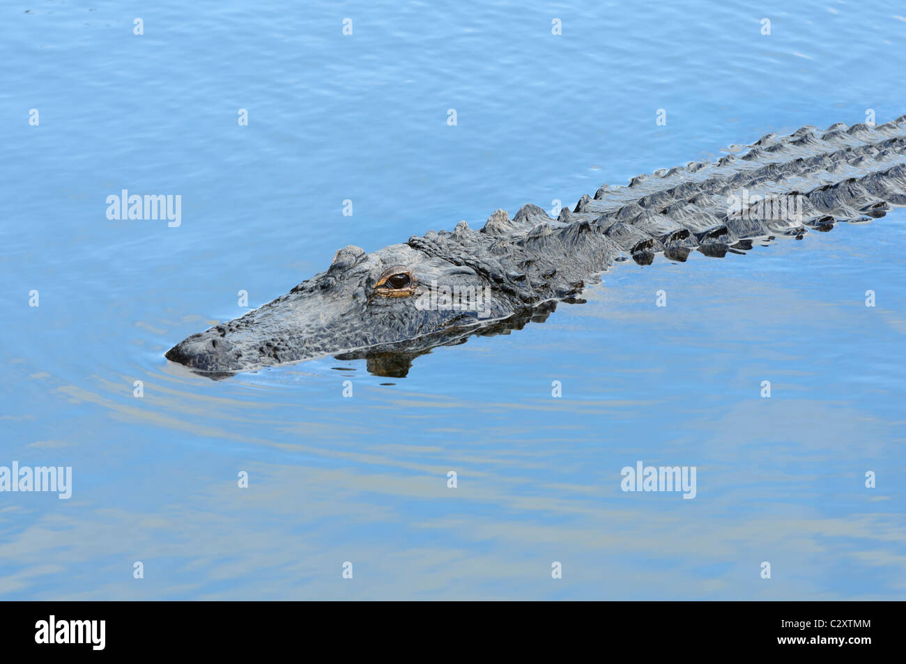 Close up of an Alligator (alligator mississippiensis Stock Photo - Alamy