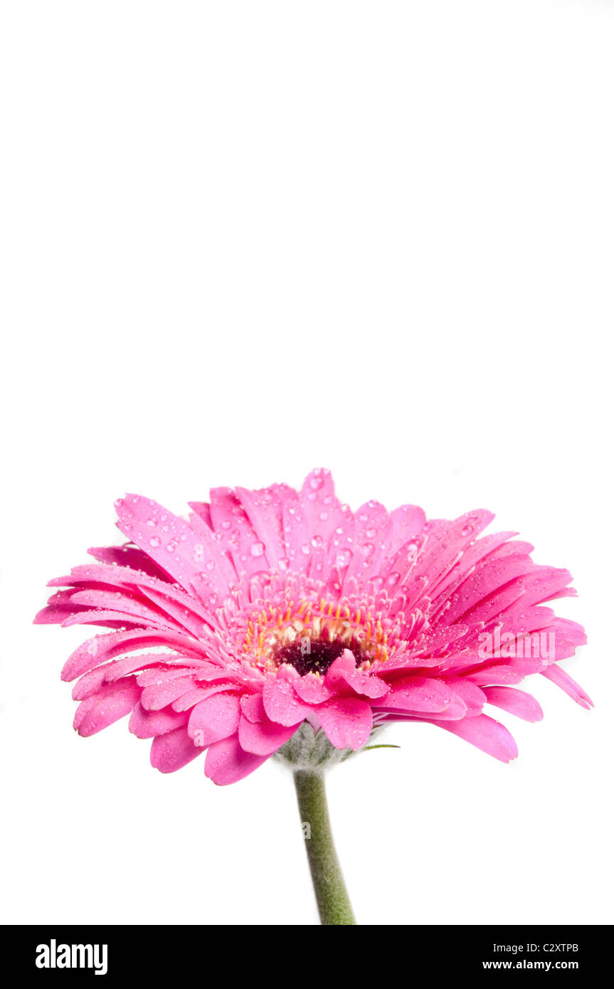 pink Gerbera daisy Stock Photo - Alamy
