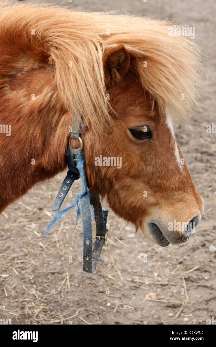 Tan pony hi-res stock photography and images - Alamy