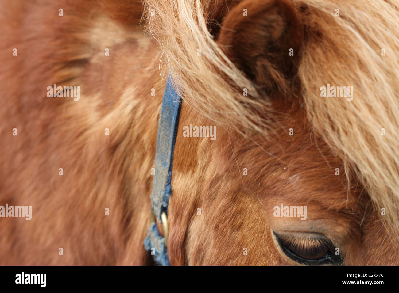 Tan pony hi-res stock photography and images - Alamy