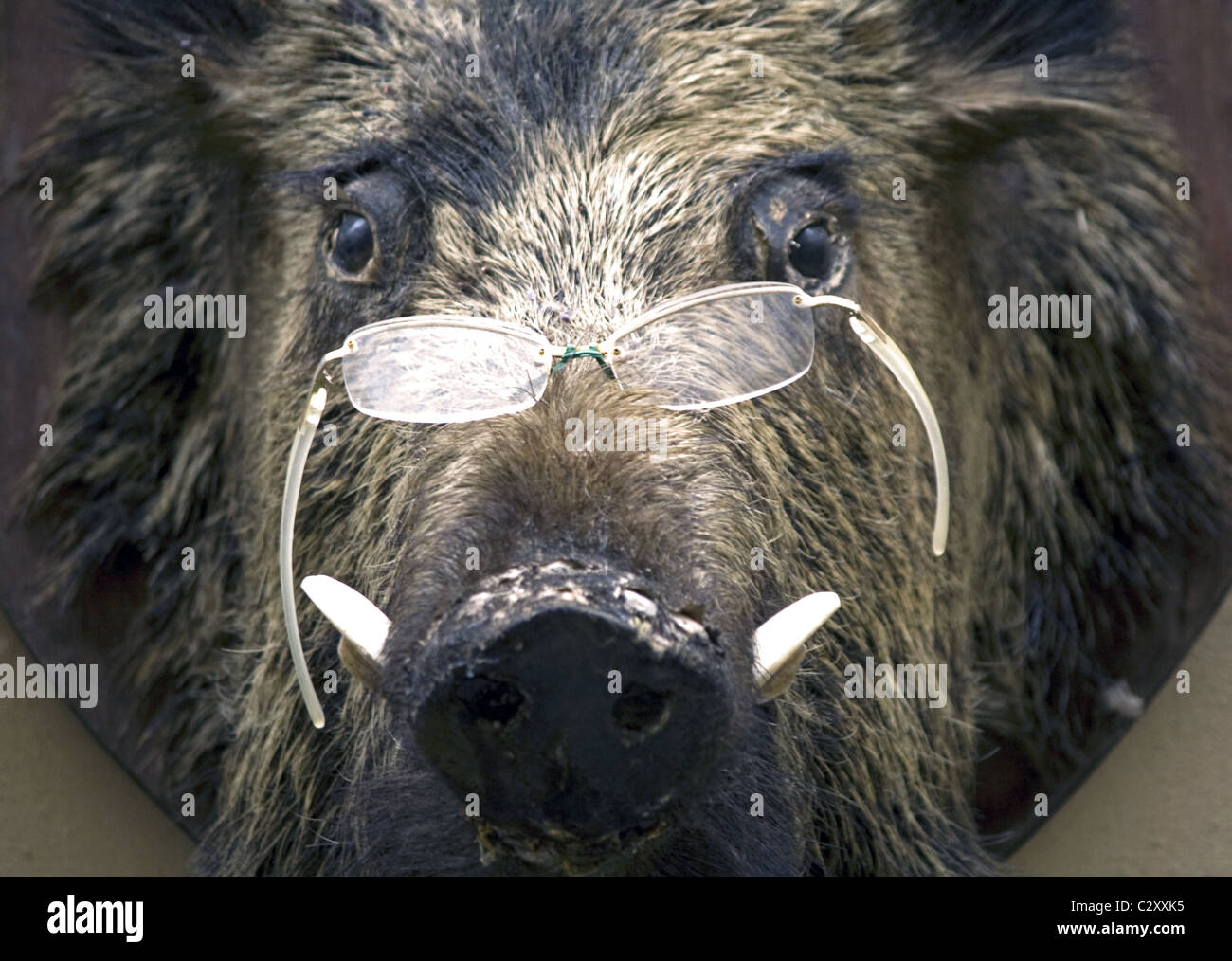Jagd toskana hi-res stock photography and images - Alamy
