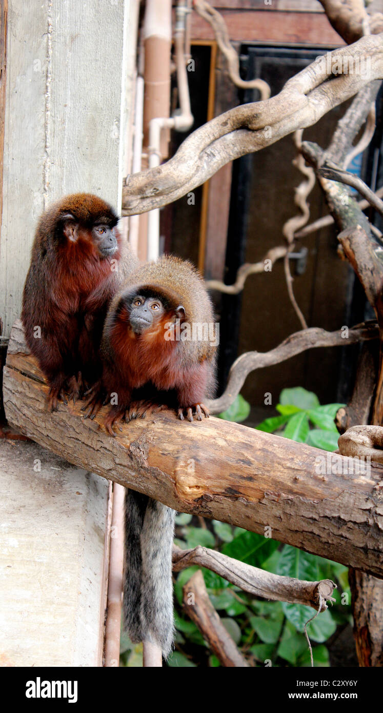 Monkey, monkies, zoo, primate, ape, primeape, animal, wild Stock Photo ...