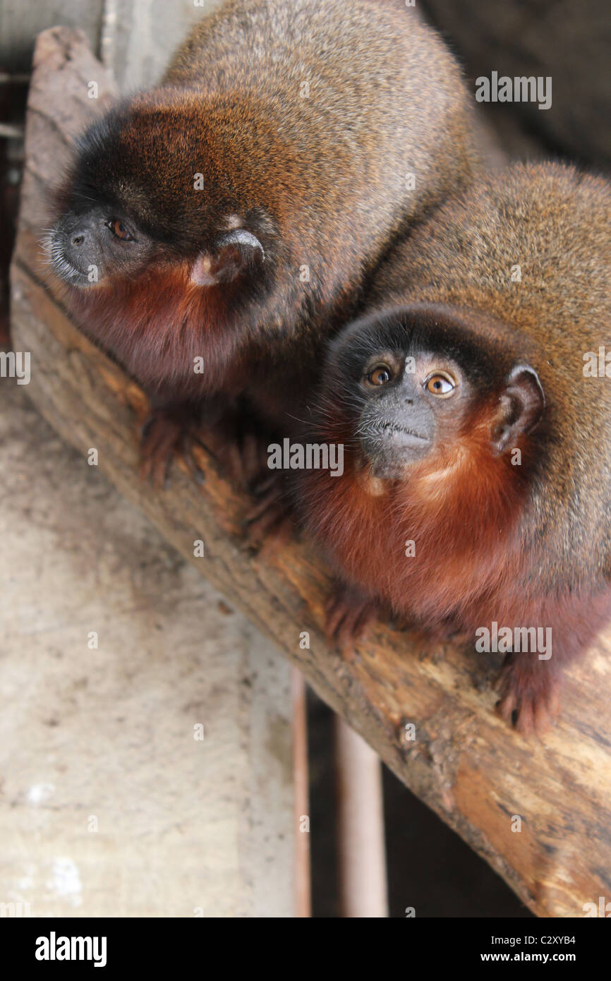 Monkey, monkies, zoo, primate, ape, primeape, animal, wild Stock Photo ...