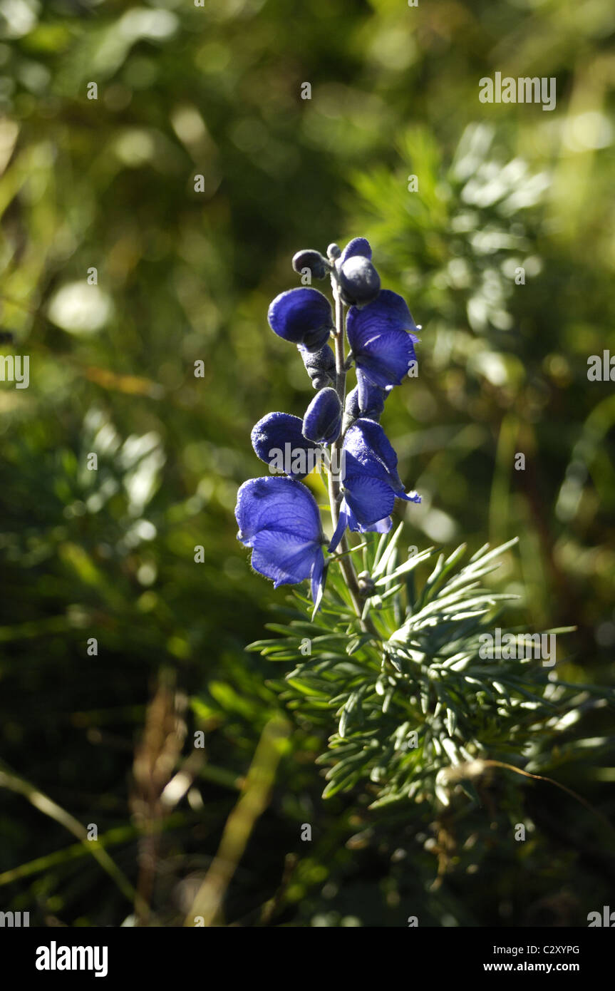 Switzerland National Flower