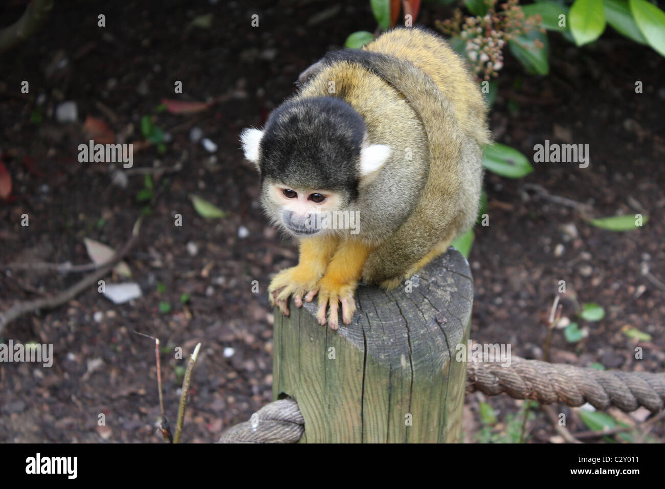 Monkey, monkies, zoo, primate, ape, primeape, animal, wild Stock Photo ...