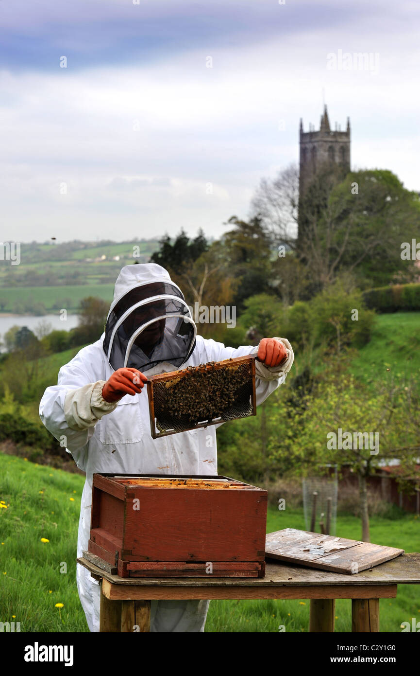 A beekeeper attends to his hive in the Somerset village of Blagdon UK ...