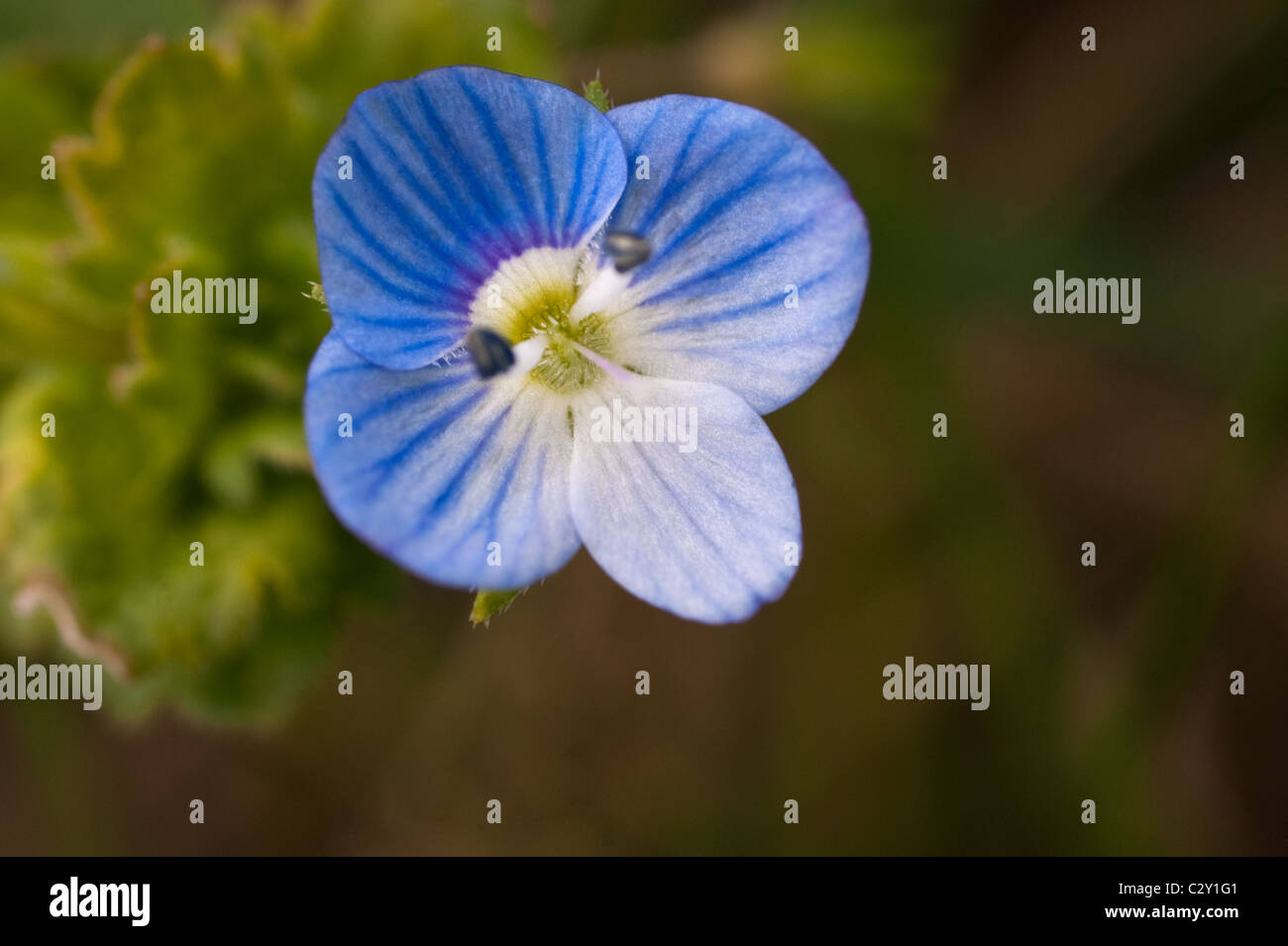 Green field speedwell hi-res stock photography and images - Alamy