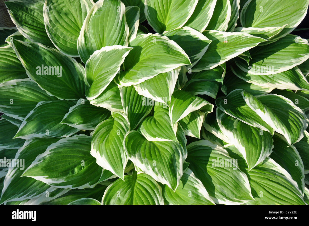 Hosta plants growing in a garden Stock Photo - Alamy