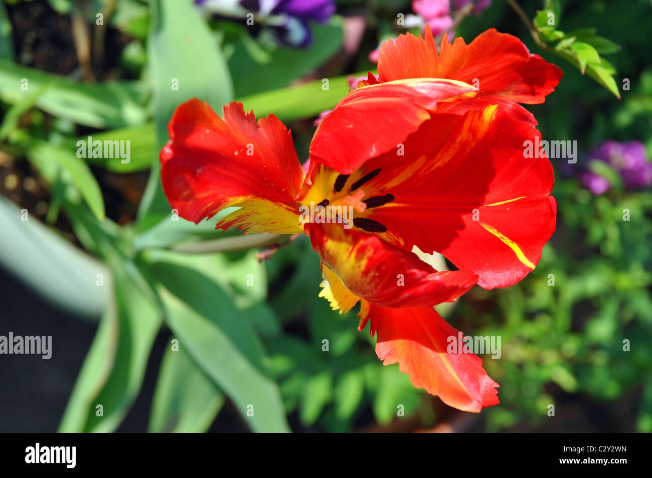 Red tulip growing in a garden Stock Photo - Alamy