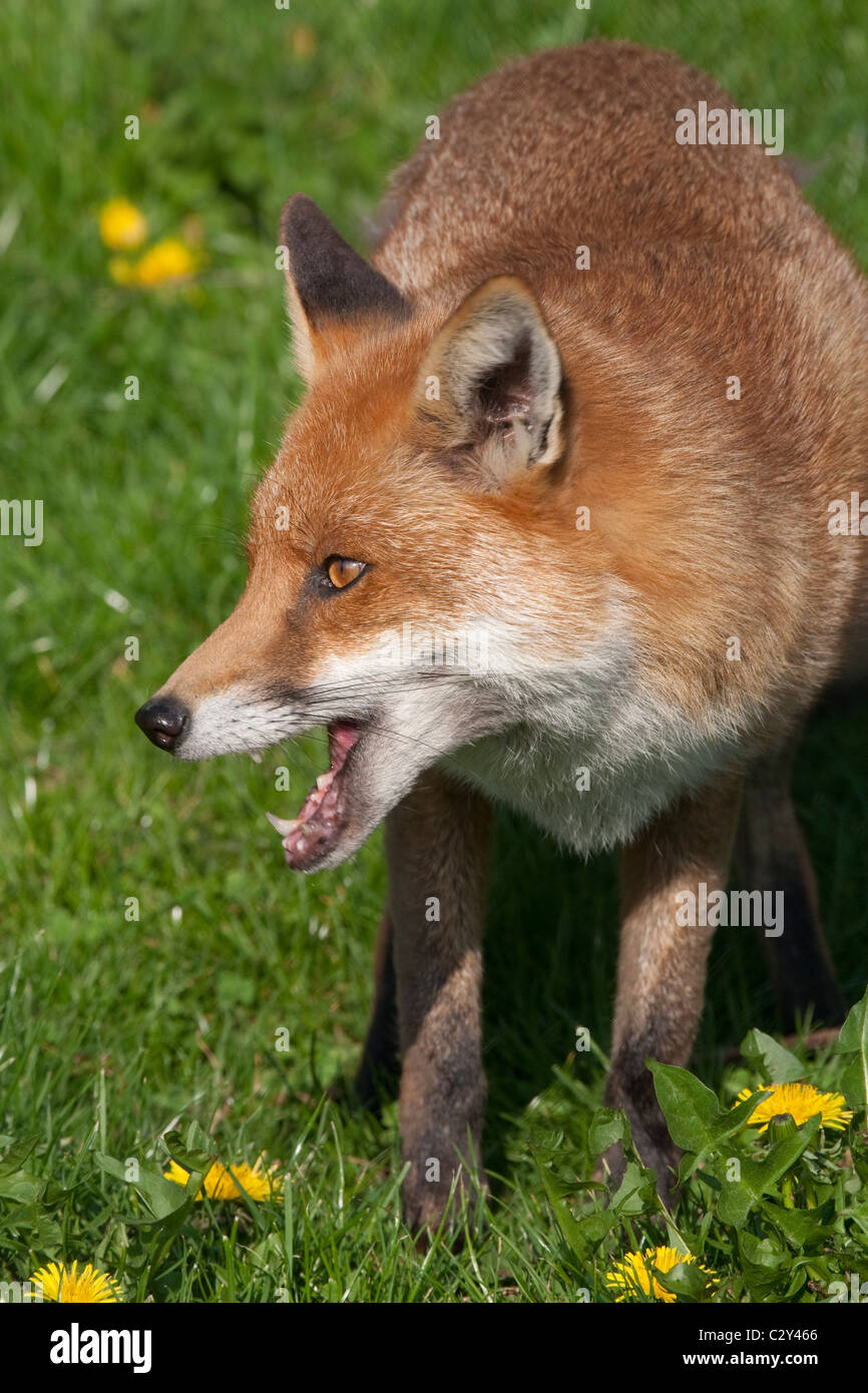 Eyes forward red fox hi-res stock photography and images - Alamy