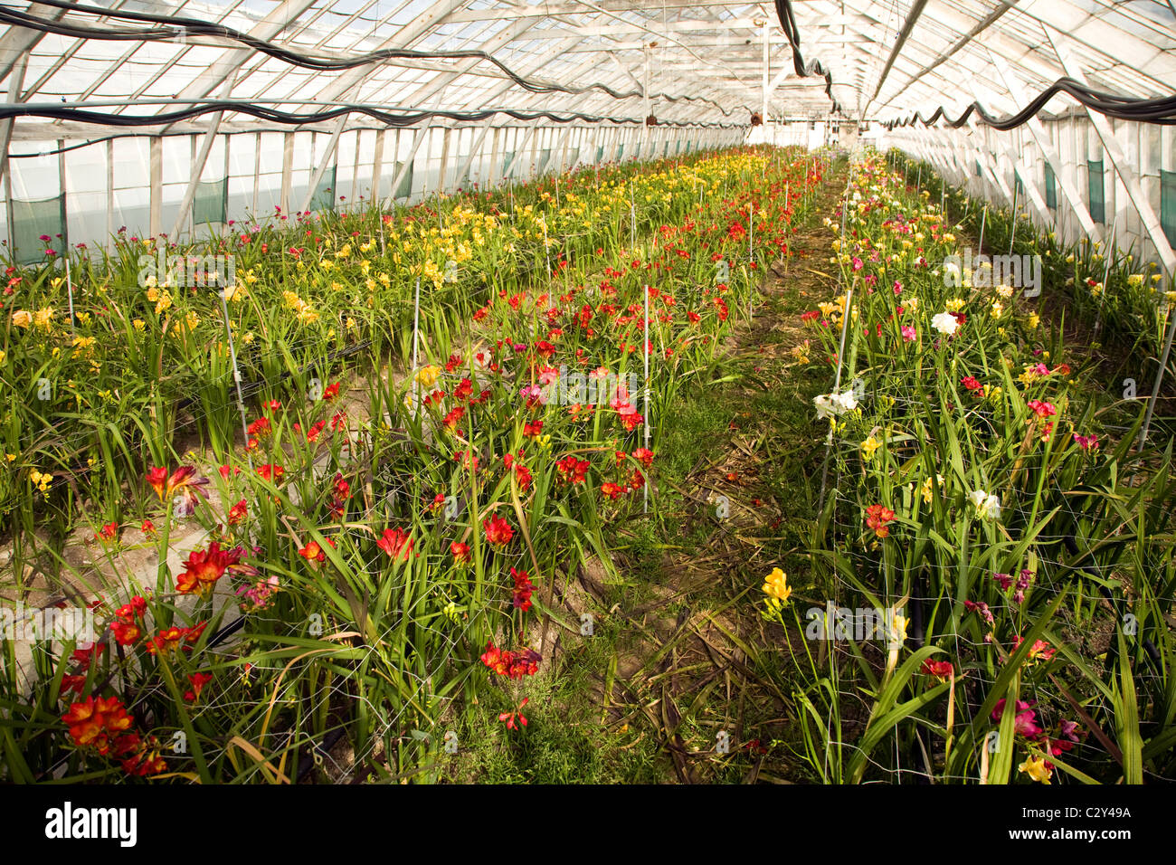 Guernsey flowers hi-res stock photography and images - Alamy
