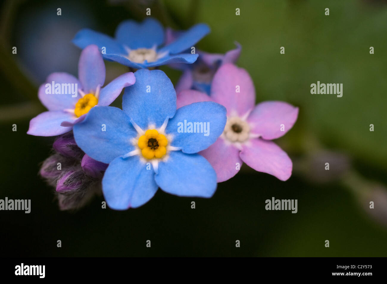 A close up view of a Water Forget-me -not Stock Photo - Alamy