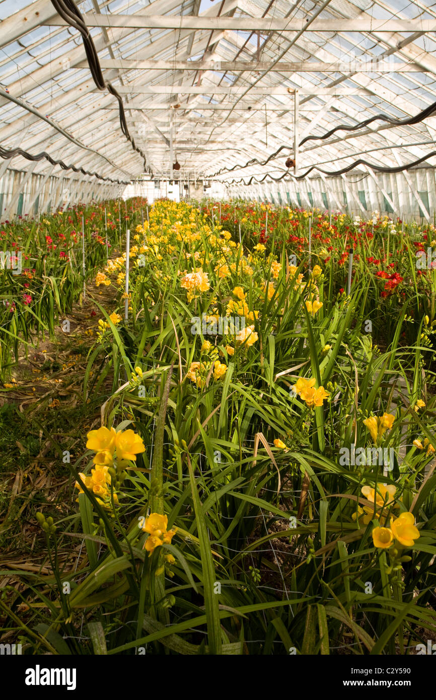 Guernsey Flowers Stock Photos & Guernsey Flowers Stock Images - Alamy