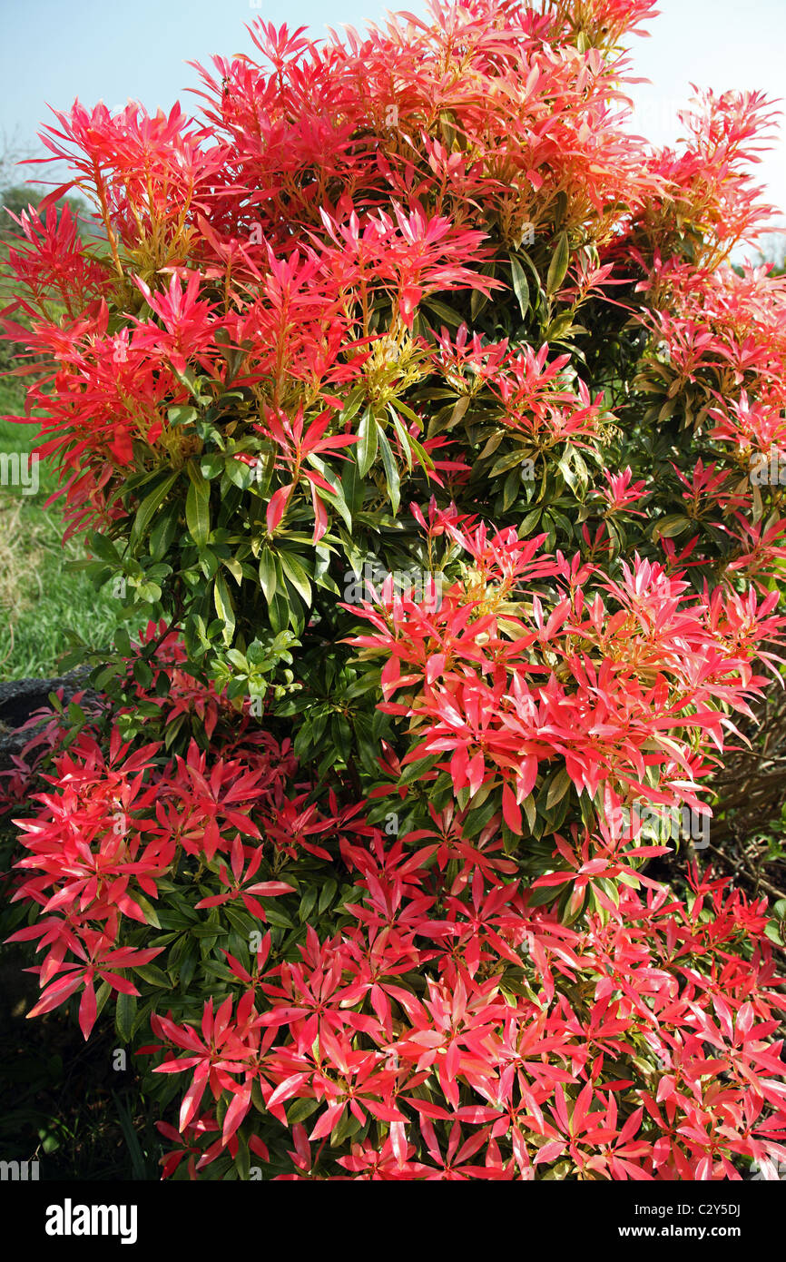 Pieris hi-res stock photography and images - Alamy