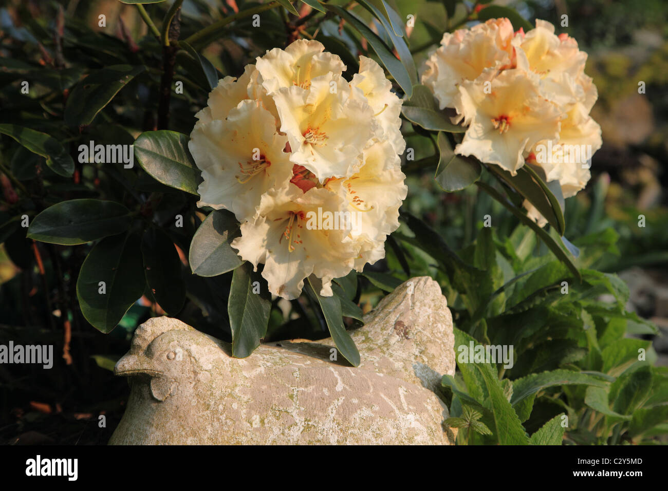 Rhododendron Alpen Rose and stone hen in woodland garden Stock Photo ...