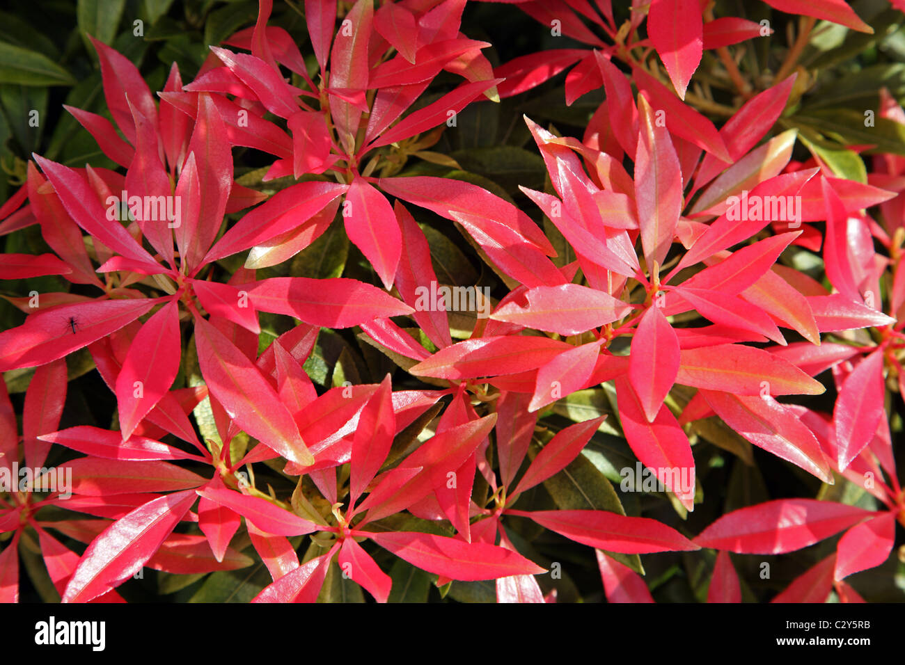 Red flowering pieris hi-res stock photography and images - Alamy
