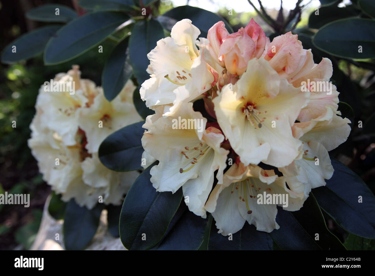 Rhododendron Alpen Rose Stock Photo - Alamy