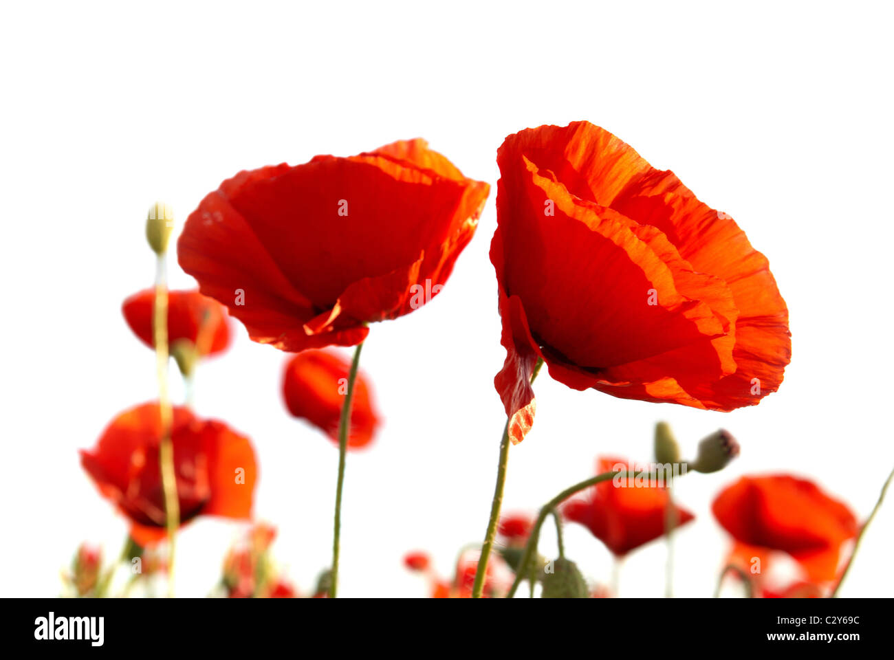 Red beautiful wild poppies hi-res stock photography and images - Alamy